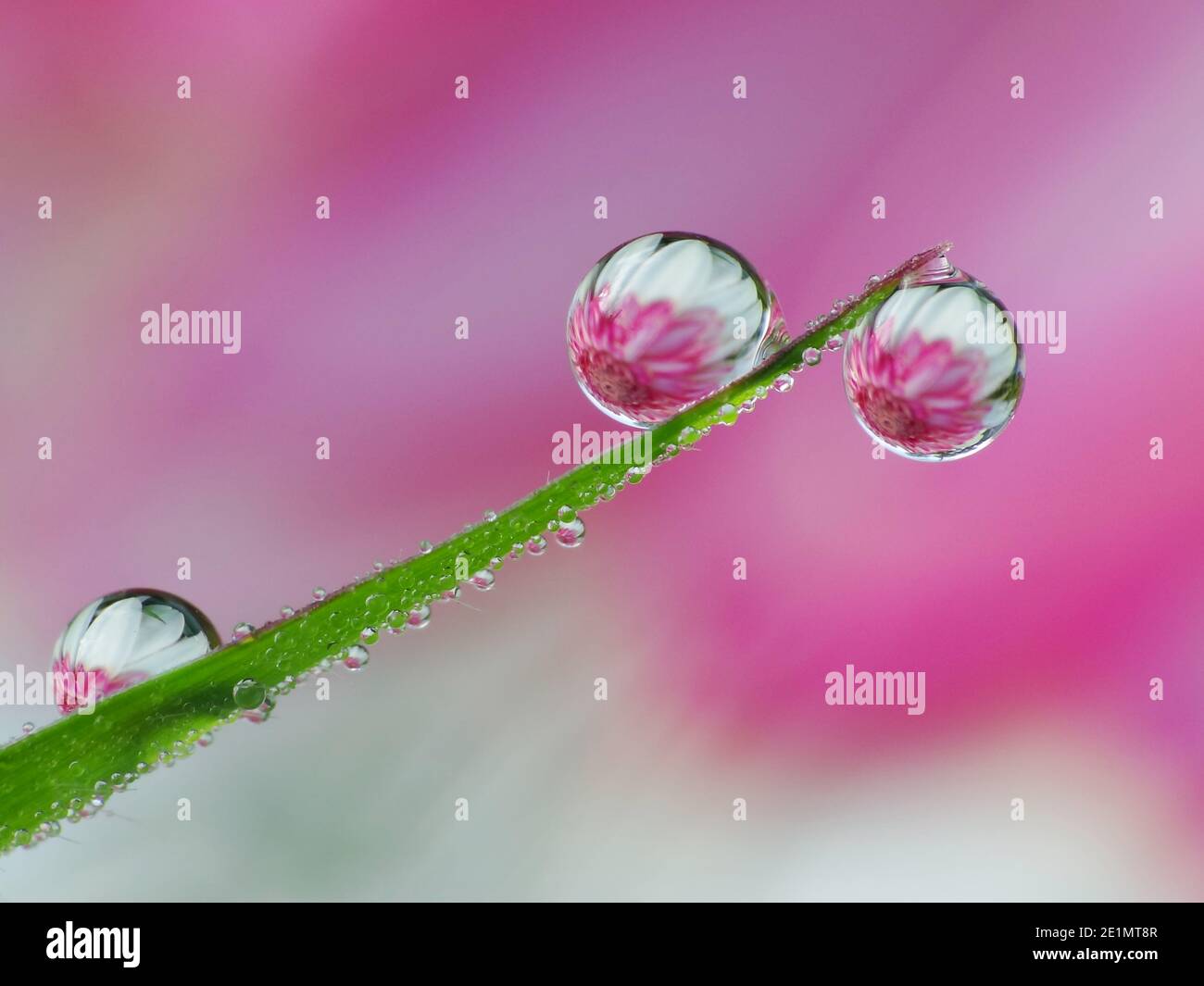 Reflection of the flower inside dew drops Stock Photo - Alamy