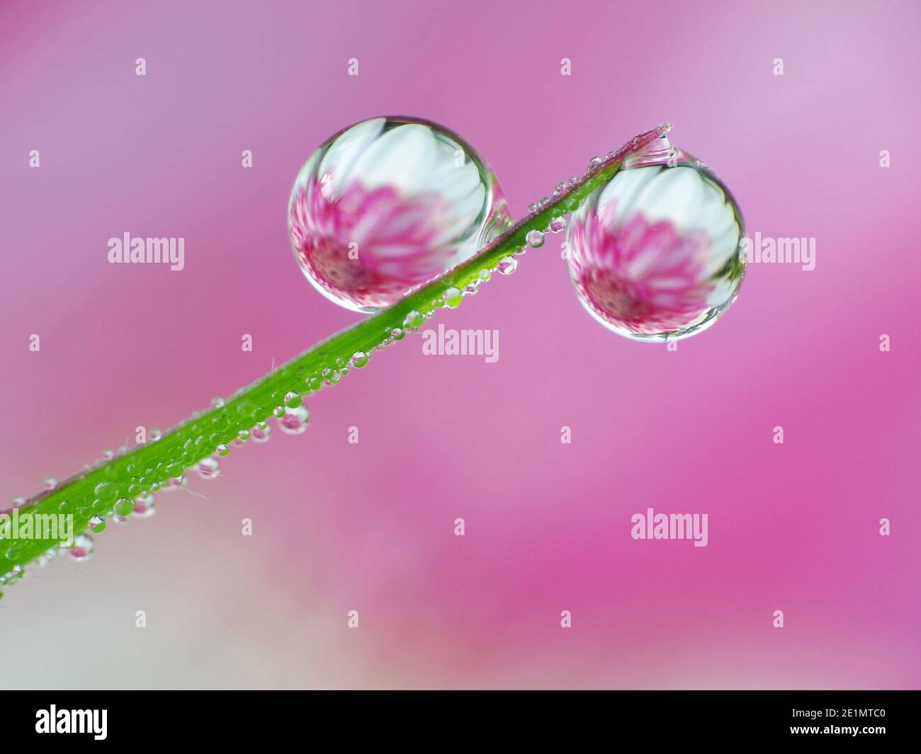 Reflection of the flower inside dew drops Stock Photo - Alamy