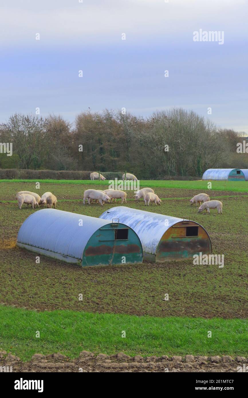 Pig farm on agricultural field in Devon UK Stock Photo - Alamy