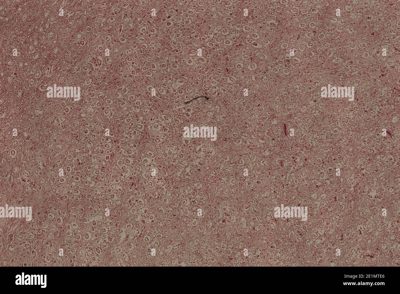 cross section cut of human body cells under a scientific microscope ...