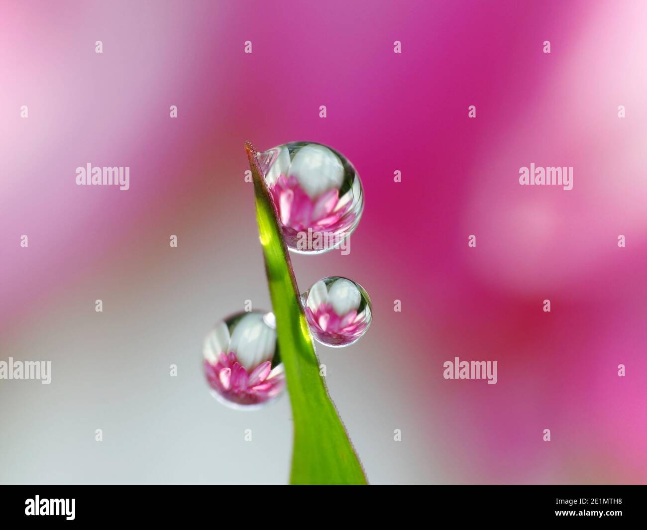 Reflection of the flower inside dew drops Stock Photo - Alamy