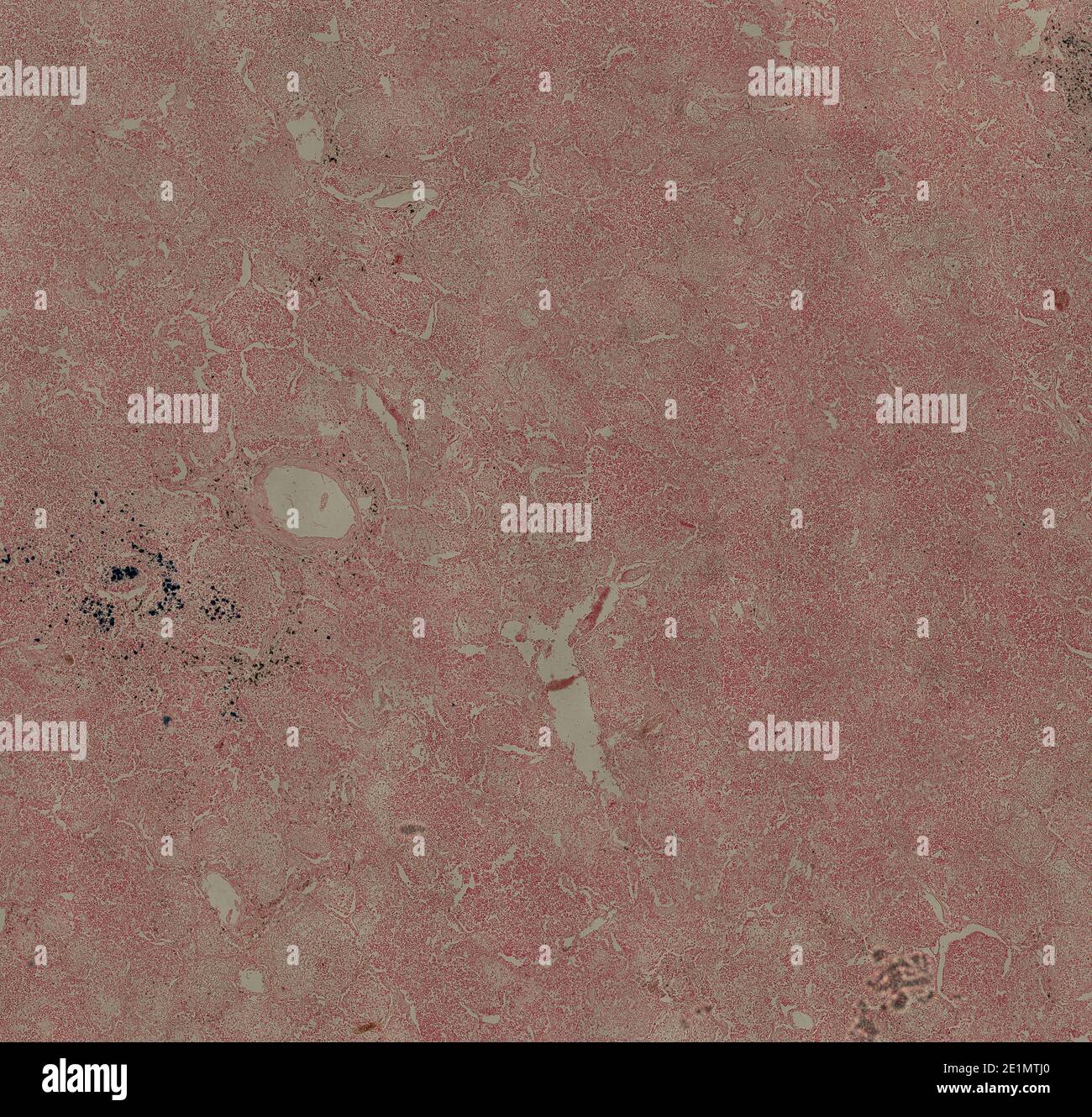 cross section cut of human body cells under a scientific microscope ...