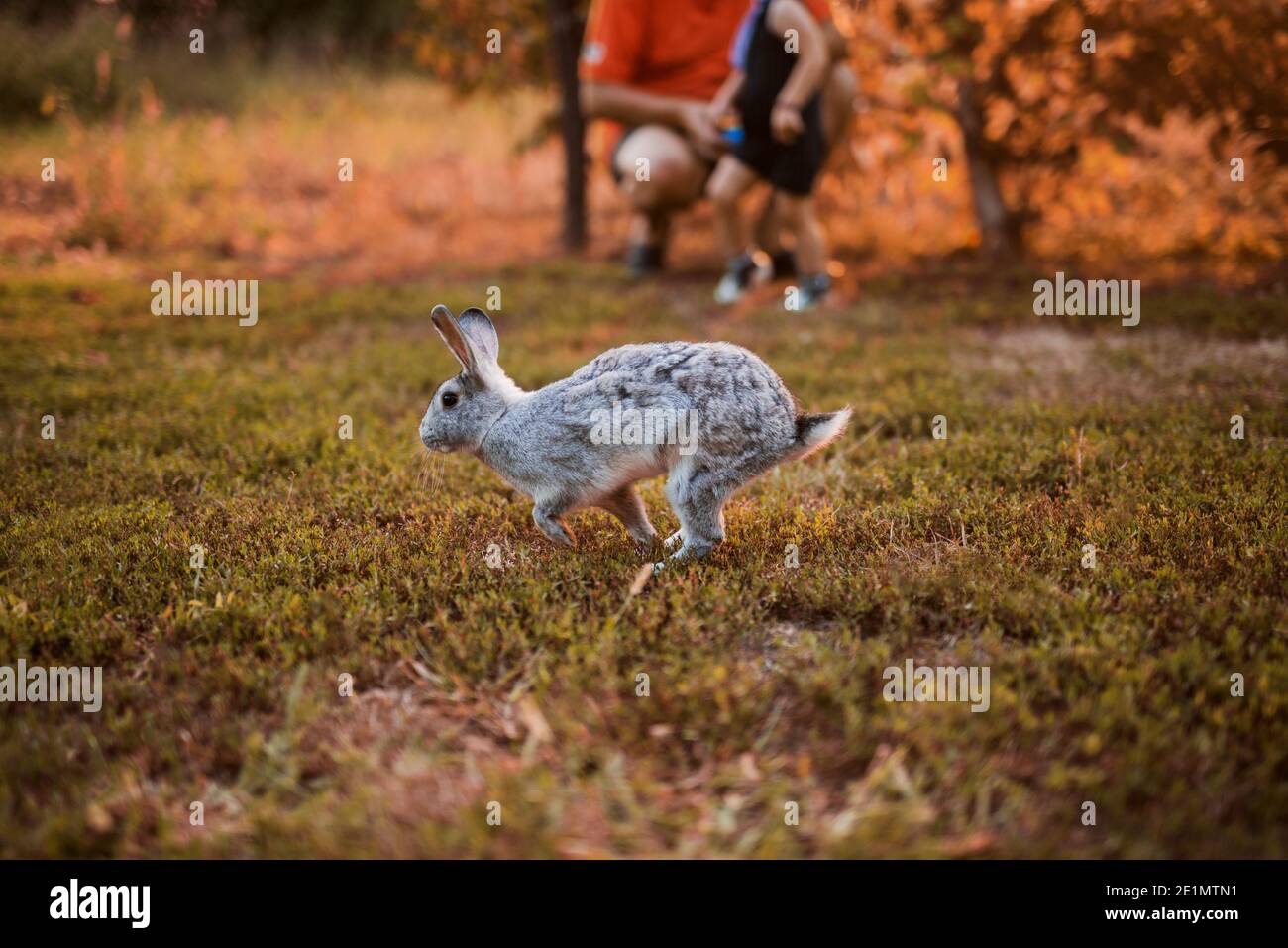 Rabbit running garden hi-res stock photography and images - Alamy