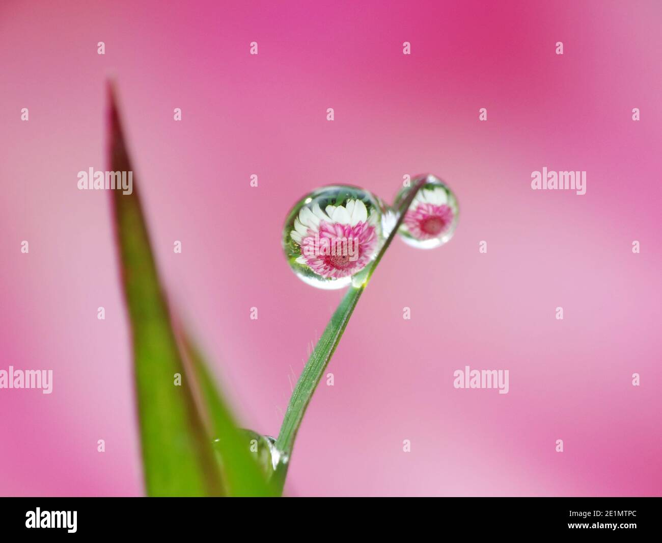 Reflection of the flower inside dew drops Stock Photo - Alamy