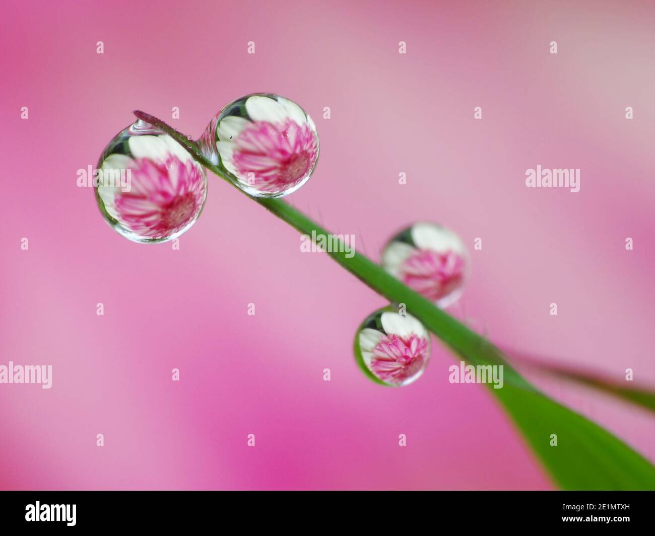 Reflection of the flower inside dew drops Stock Photo - Alamy