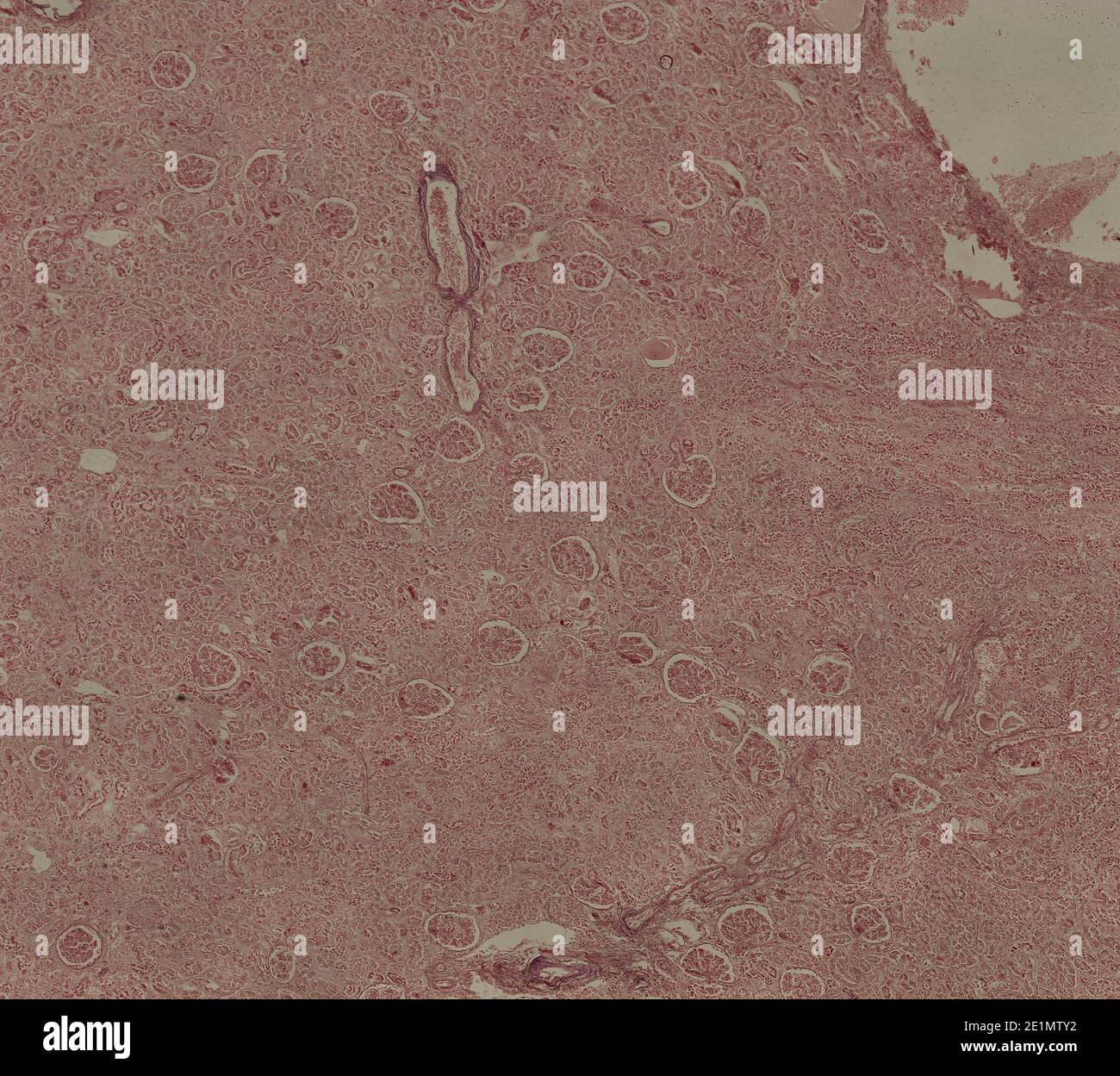 cross section cut of human body cells under a scientific microscope ...