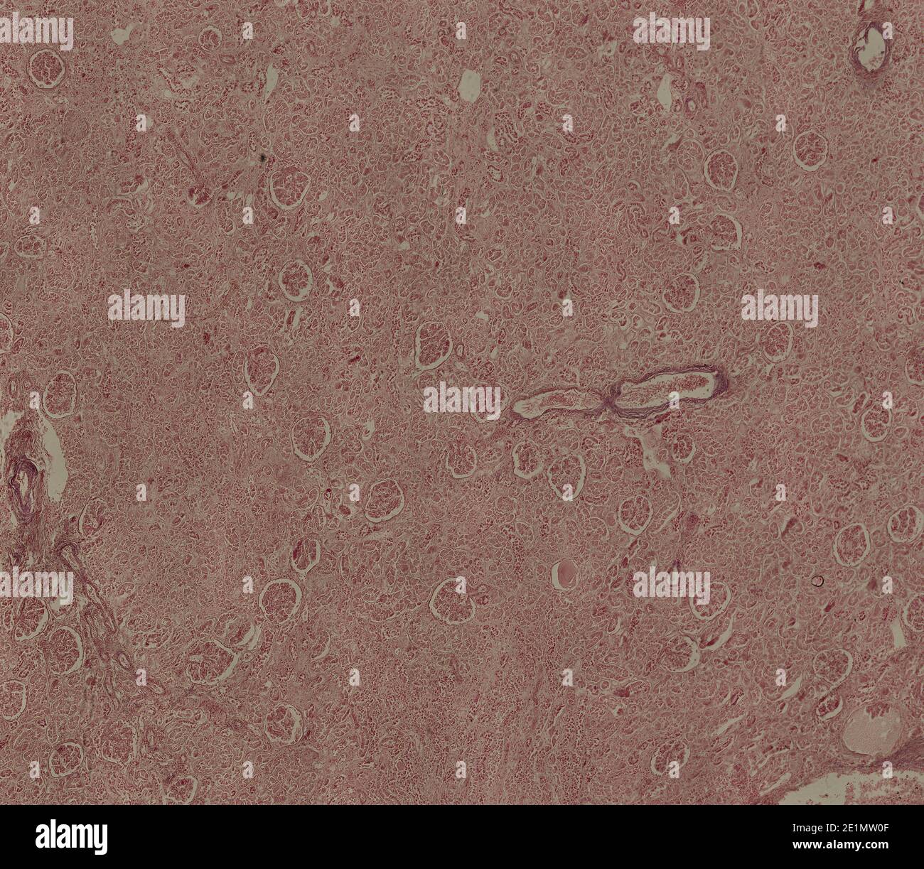 cross section cut of human body cells under a scientific microscope ...
