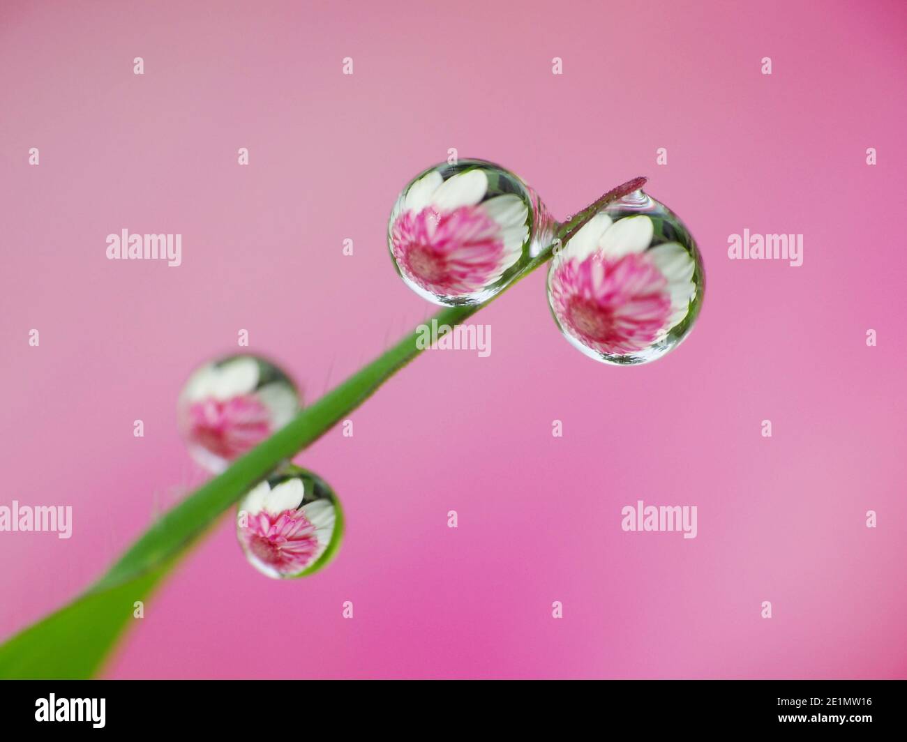 Reflection of the flower inside dew drops Stock Photo - Alamy