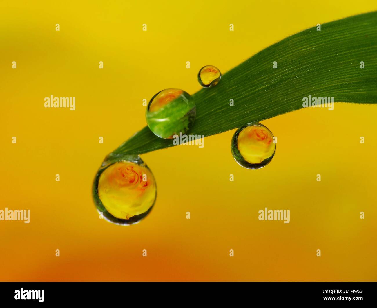 Reflection of the flower inside dew drops Stock Photo - Alamy