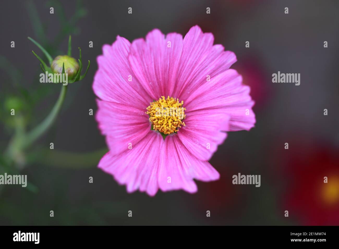 Bright Colourful Flowers Stock Photo - Alamy
