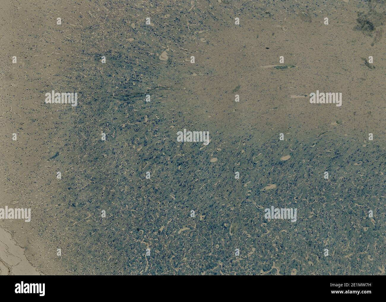 cross section cut of human body cells under a scientific microscope ...