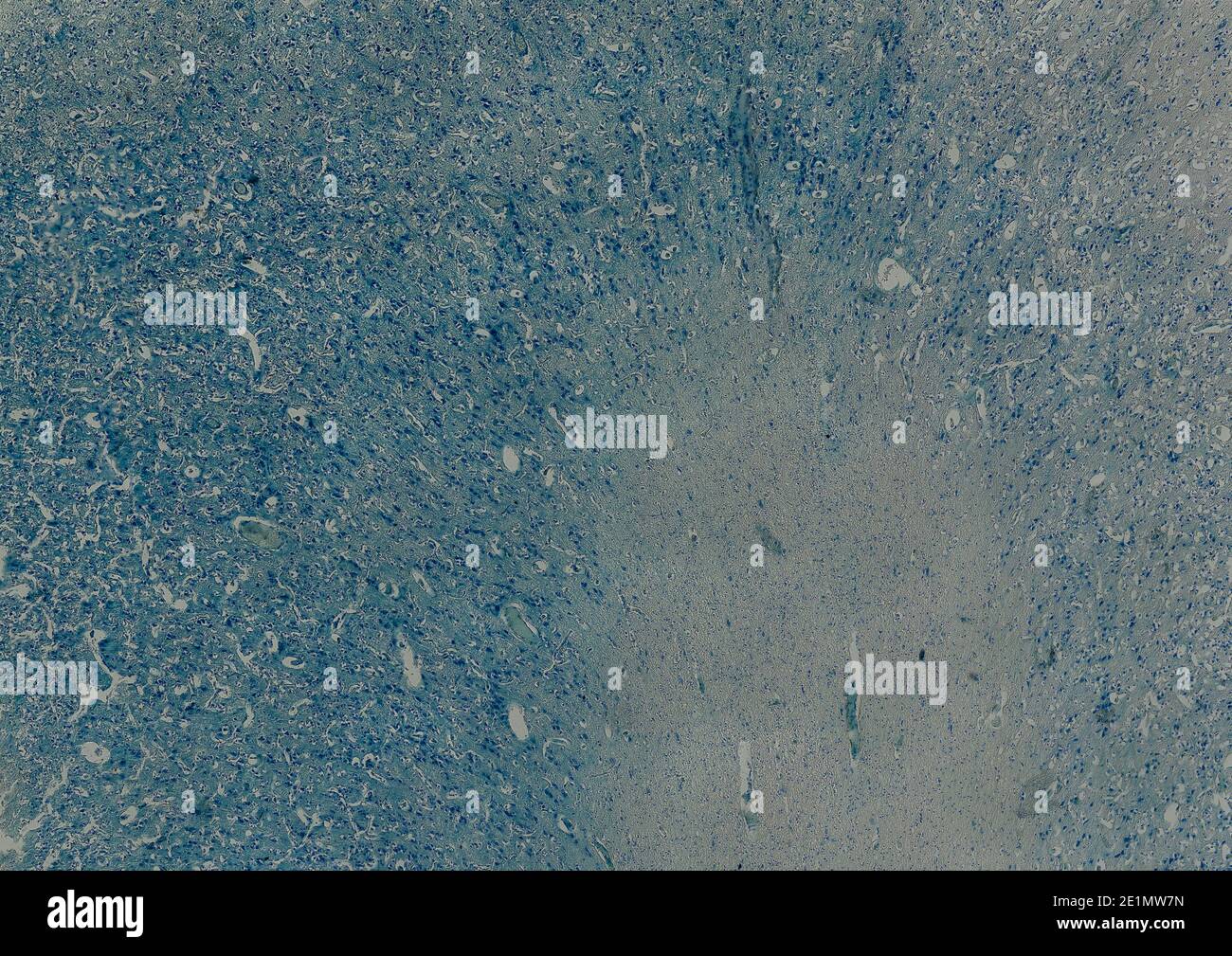 cross section cut of human body cells under a scientific microscope ...