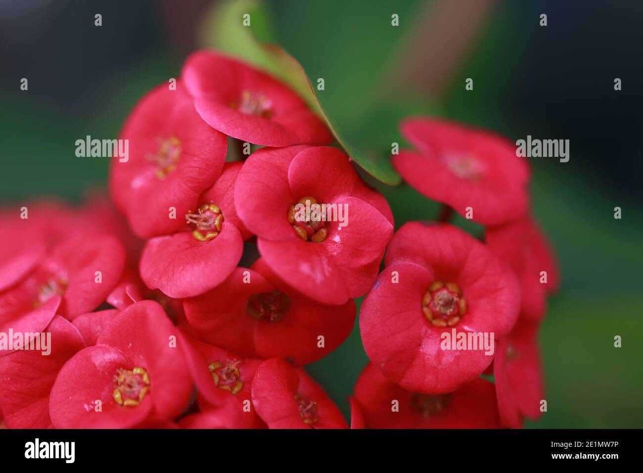 Bright colourful flowers hi-res stock photography and images - Alamy