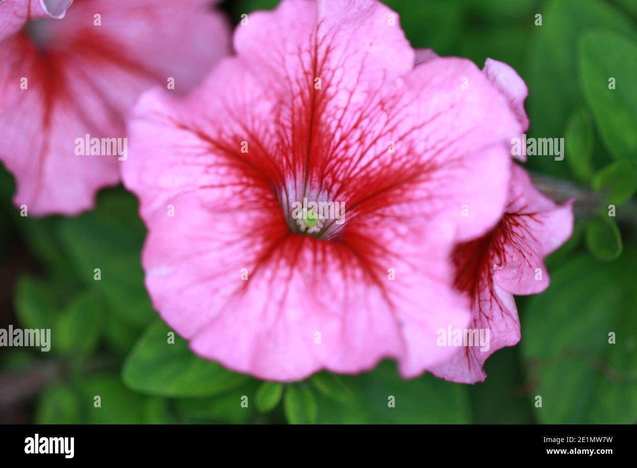 Bright colourful flowers hi-res stock photography and images - Alamy