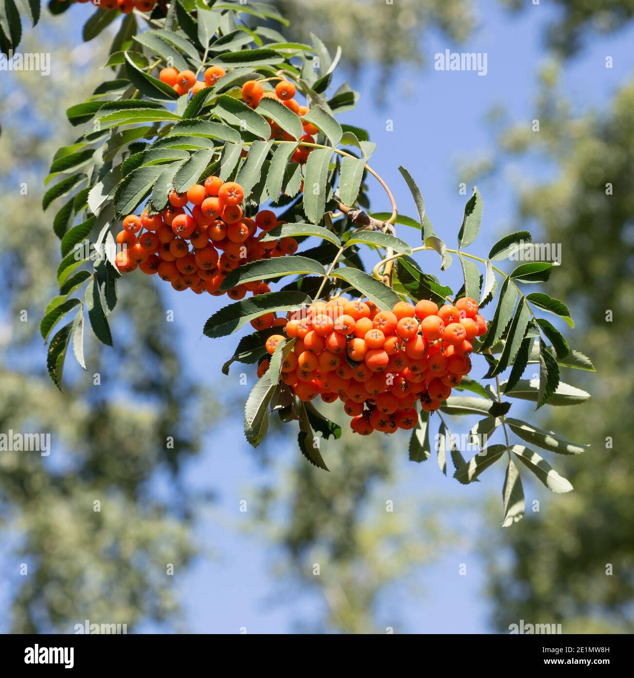 Sorb Tree High Resolution Stock Photography and Images - Alamy