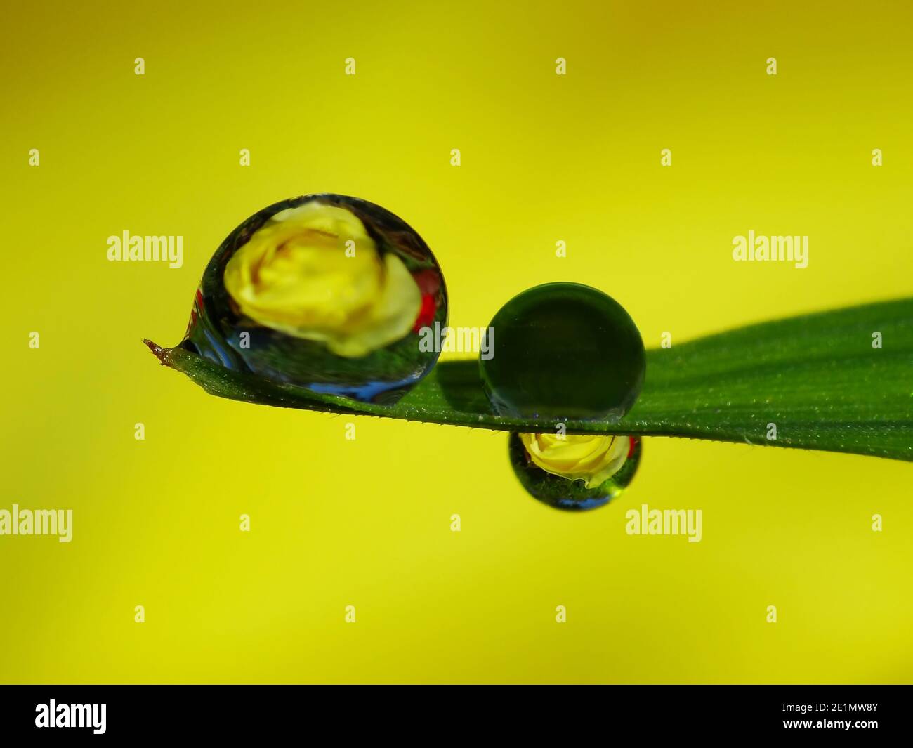 Reflection of the flower inside dew drops Stock Photo - Alamy
