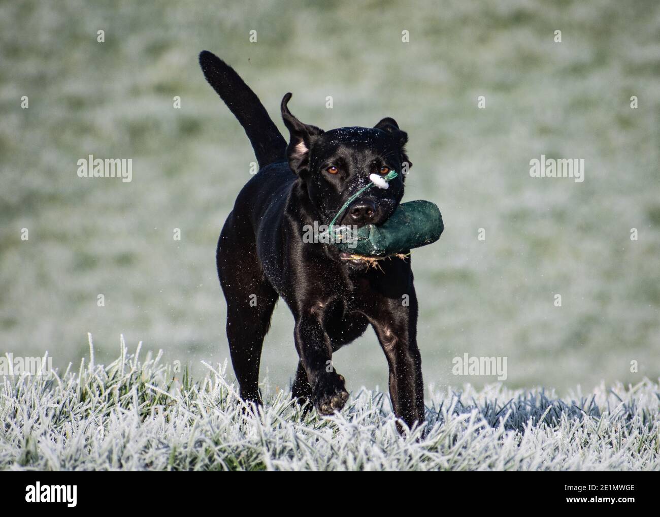 Black Labrador in Frost Stock Photo - Alamy
