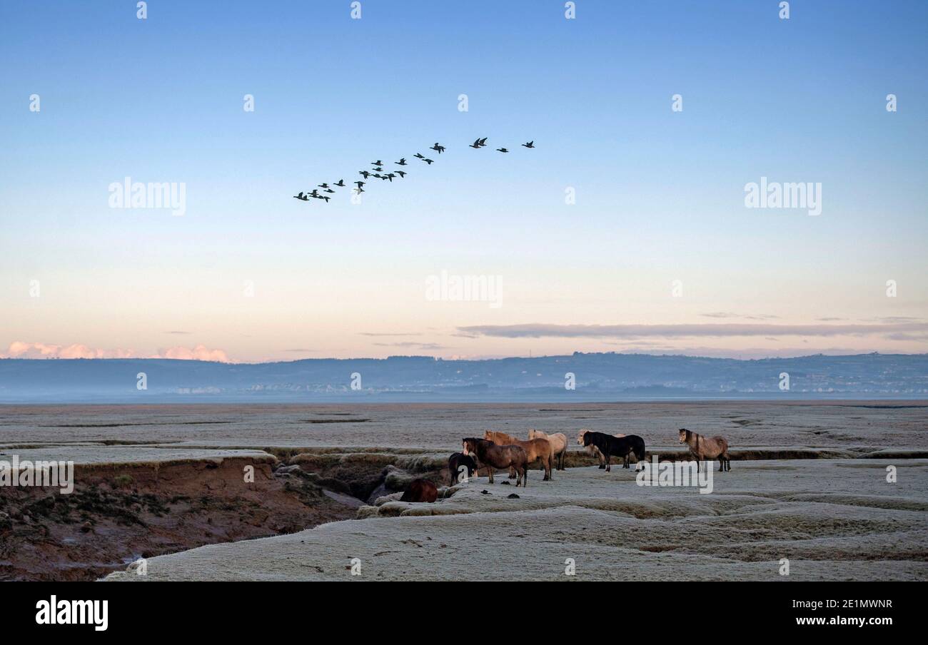 The gower peninsula birds hi-res stock photography and images - Alamy