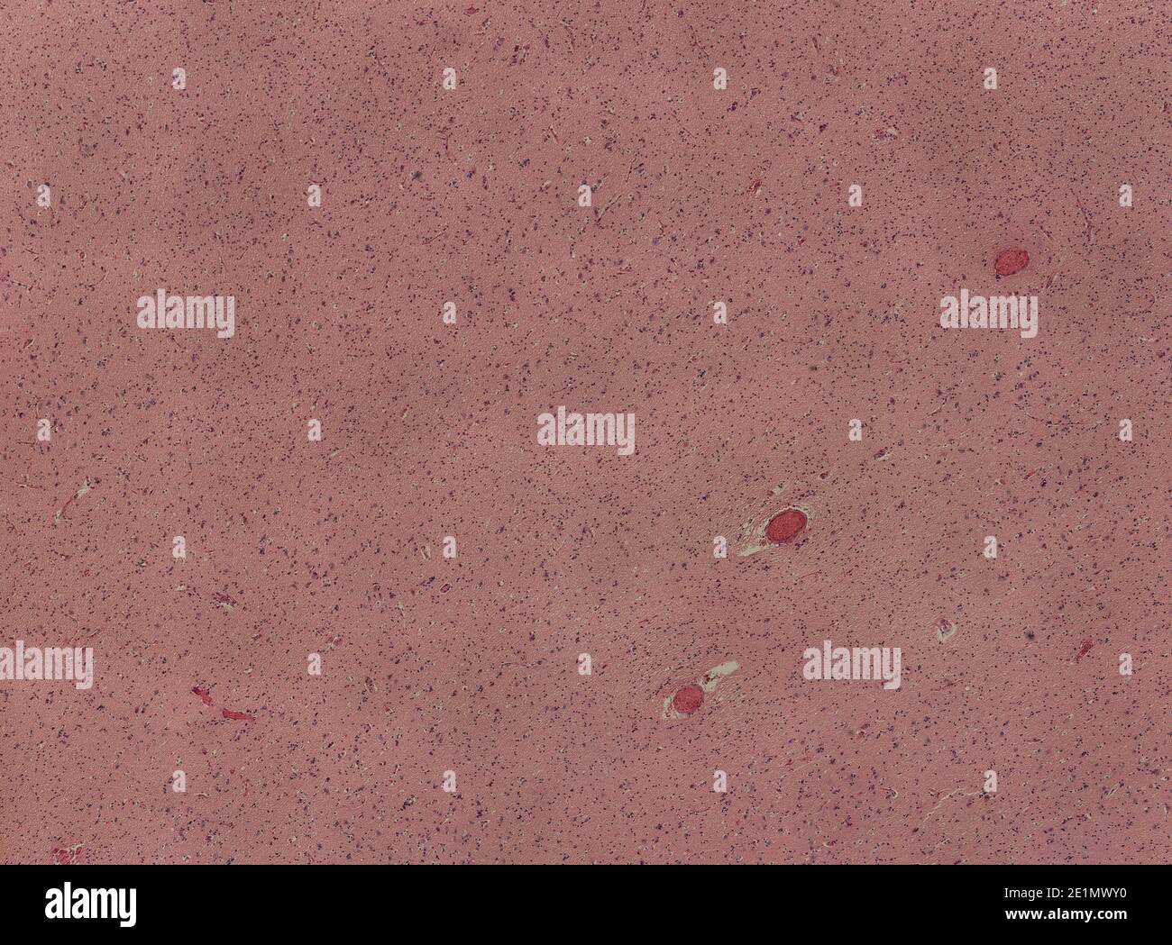 cross section cut of human body cells under a scientific microscope ...
