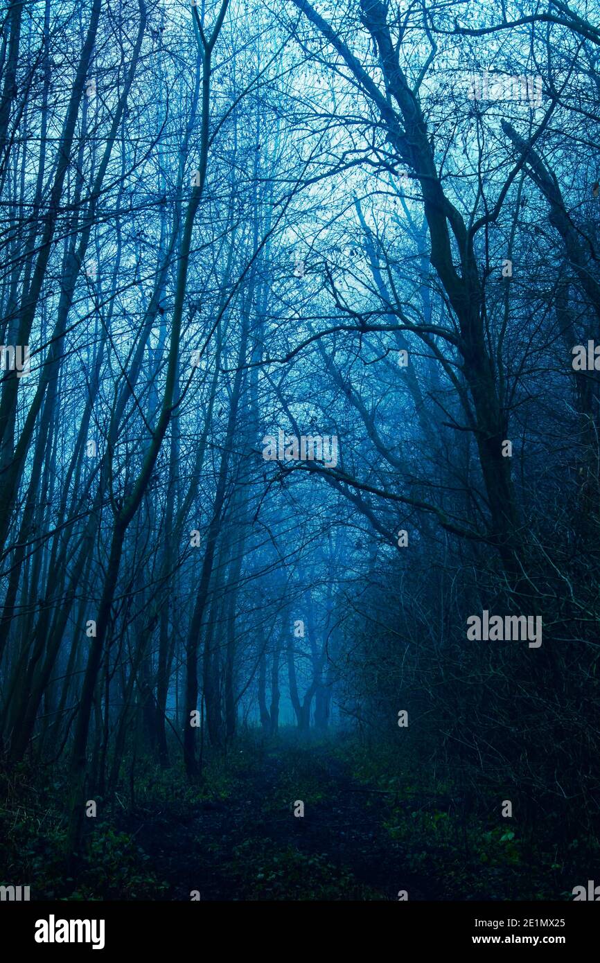 Mysterious path in dense dark blue forest leading amongst tall trees in ...
