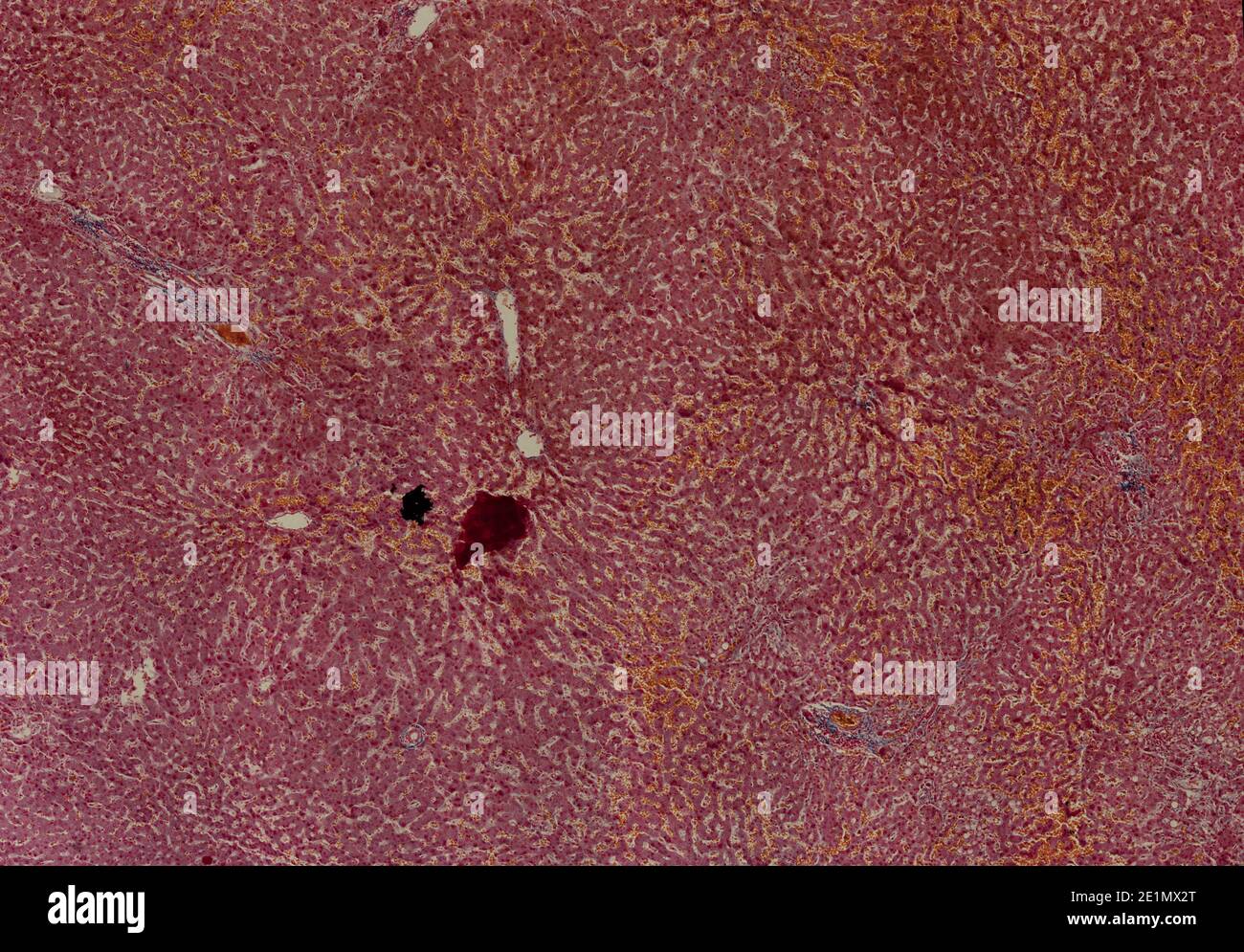 cross section cut of human body cells under a scientific microscope ...