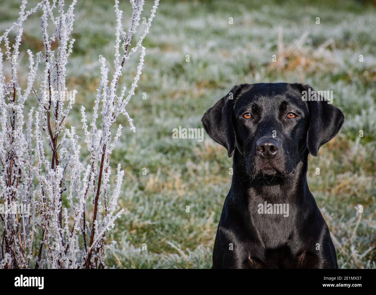 Black Labrador in Frost Stock Photo - Alamy