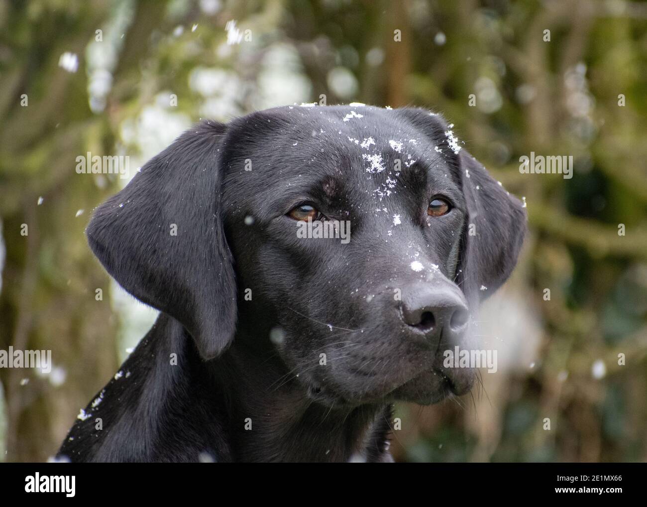 Black Labrador in Frost Stock Photo - Alamy