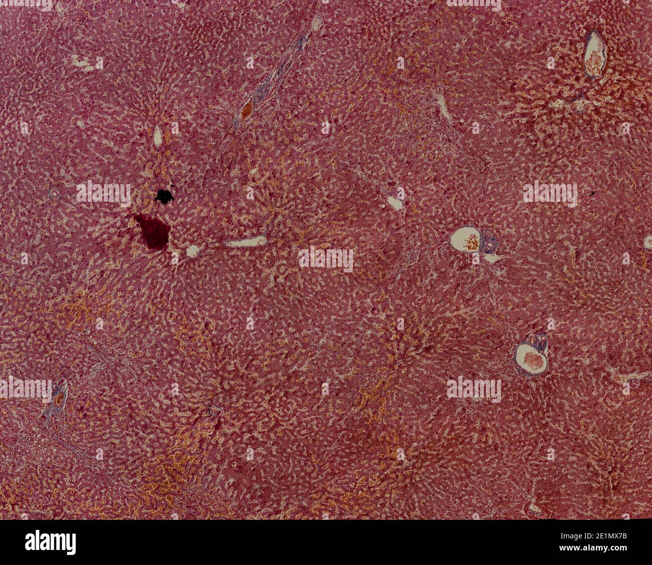 cross section cut of human body cells under a scientific microscope ...