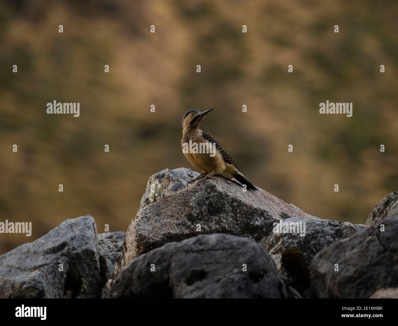 Closeup portrait of Andean flicker Colaptes rupicola woodpecker bird ...
