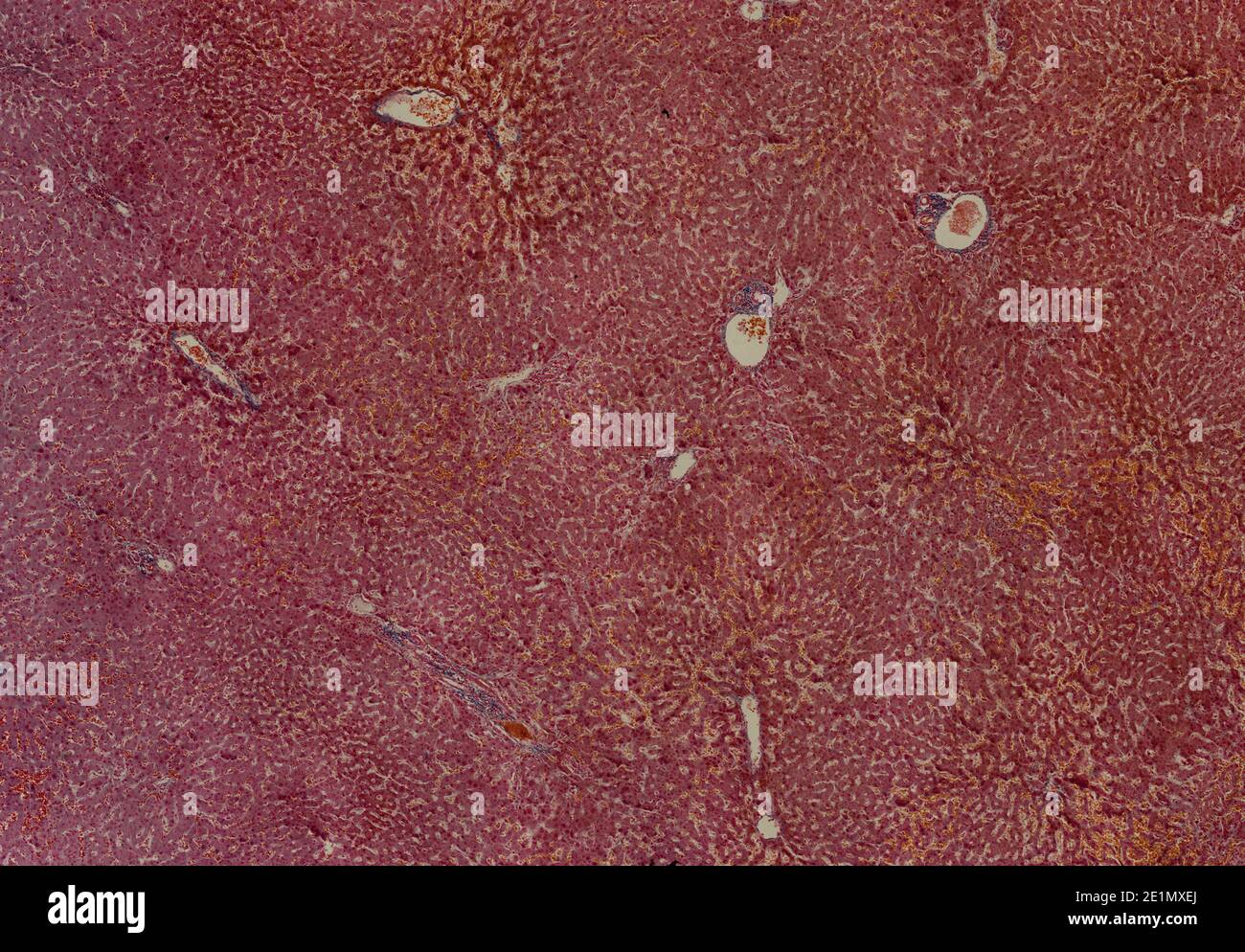 cross section cut of human body cells under a scientific microscope ...