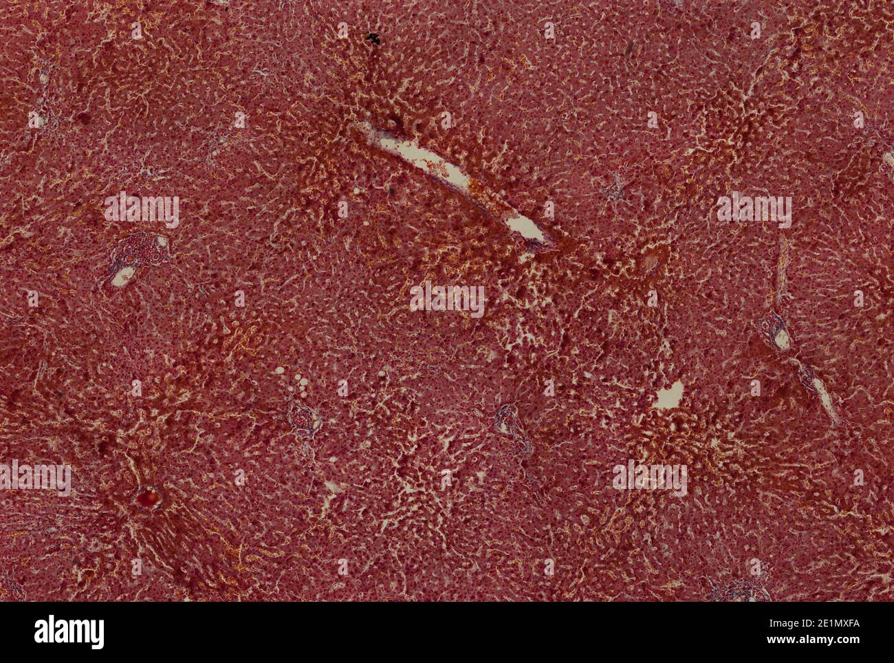 cross section cut of human body cells under a scientific microscope ...