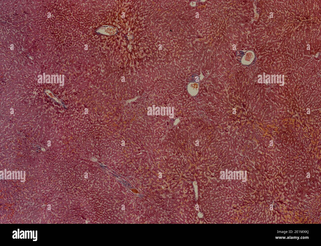 cross section cut of human body cells under a scientific microscope ...