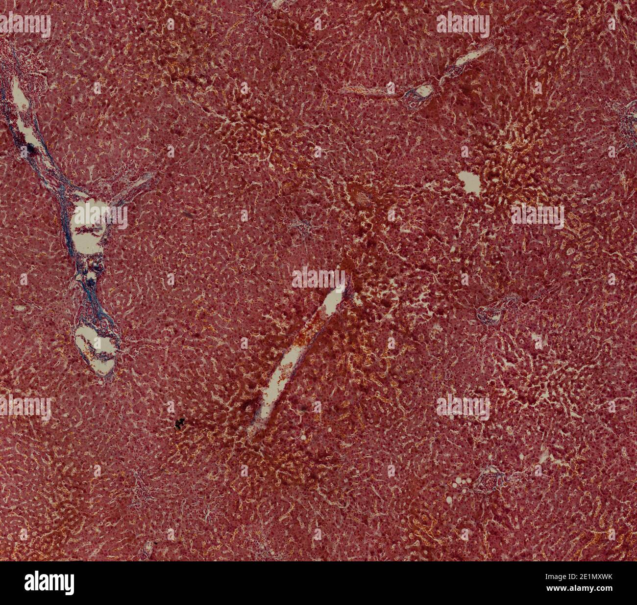 cross section cut of human body cells under a scientific microscope ...
