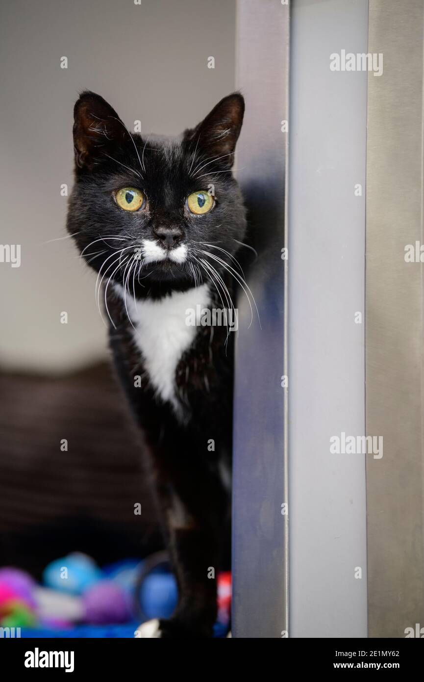 Rescue cats hi-res stock photography and images - Alamy