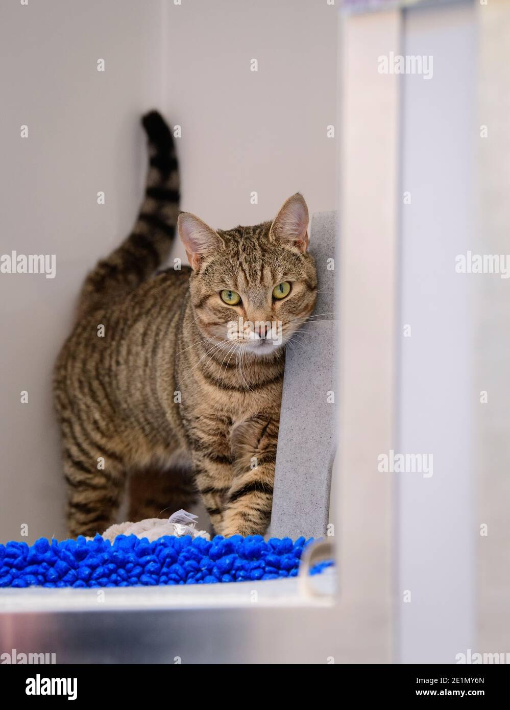 The charity Cats Protection headquarters on the Ashdown Forest UK Stock ...