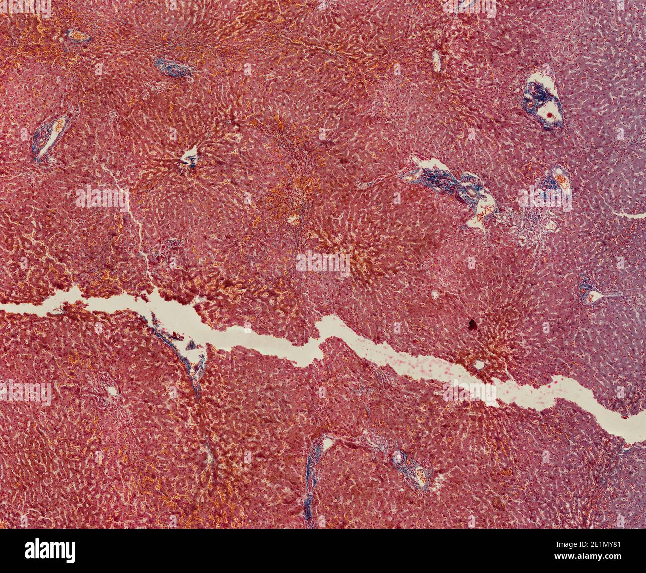 cross section cut of human body cells under a scientific microscope ...