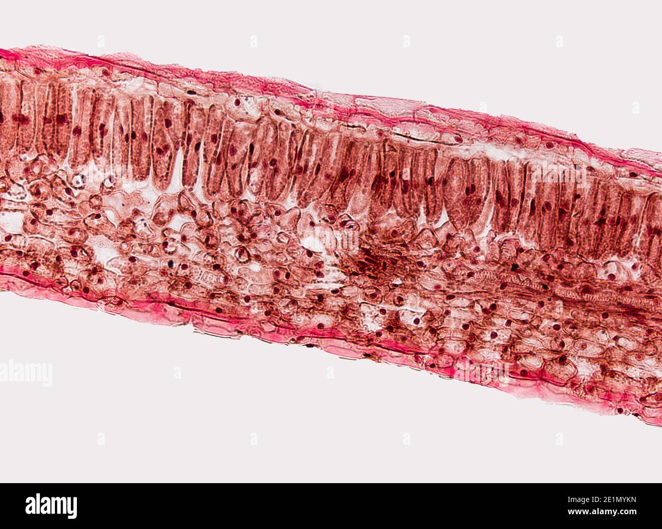 cross section cut of human body cells under a scientific microscope ...