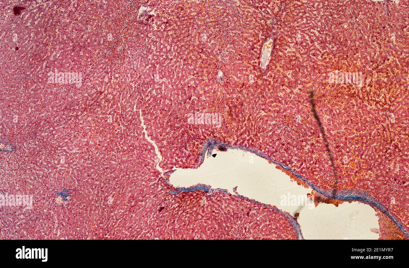 cross section cut of human body cells under a scientific microscope ...