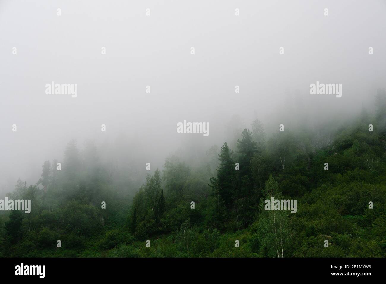 Foggy morning in woods. Treetops are covered with clouds in rainy ...