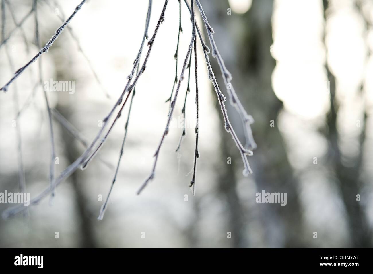 Hanging tree branches hi-res stock photography and images - Alamy