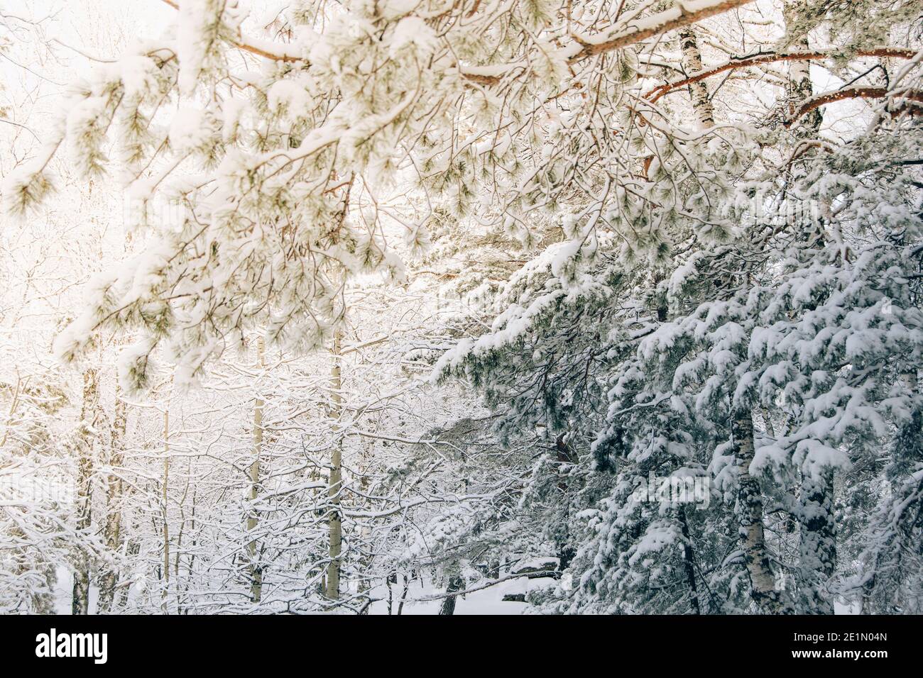 Cold weather in winter forest. Branches of trees are covered with snow ...