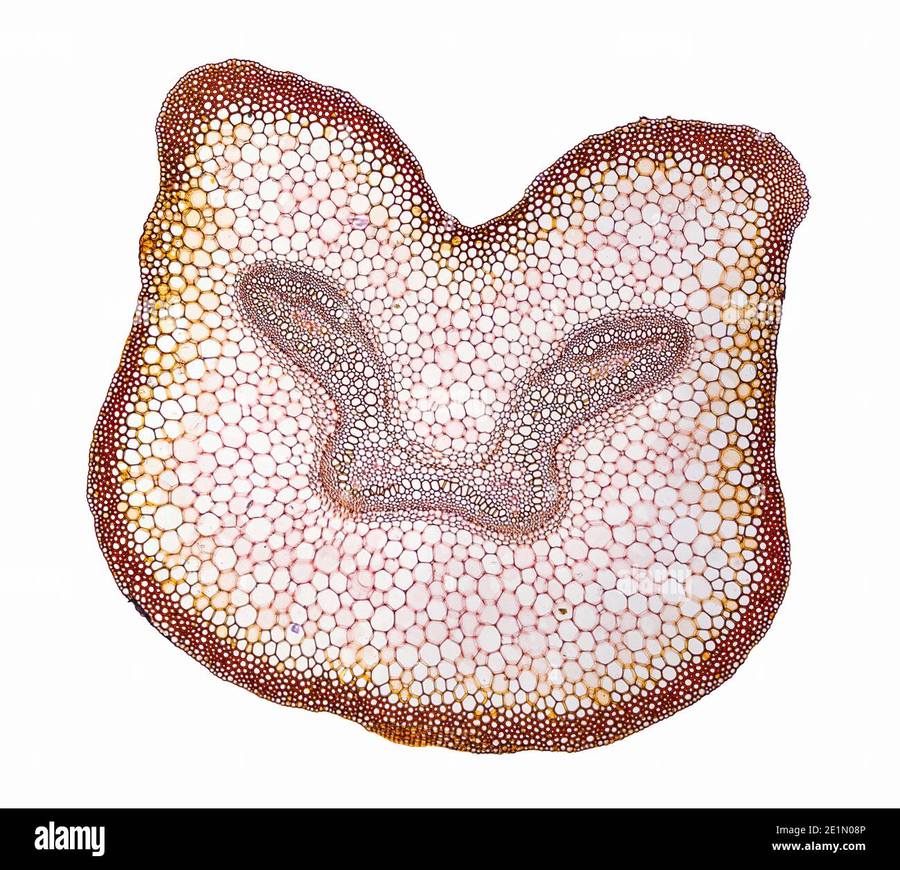 cross section cut under the microscope – microscopic view of plant ...
