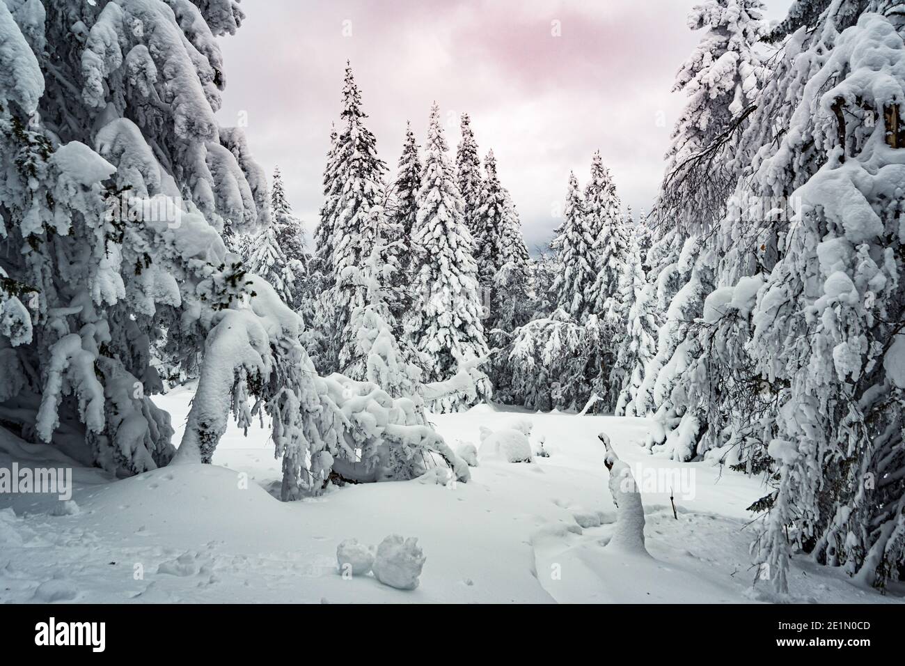 Frozen fir trees under pink sunset sky. Russian winter forest with ...