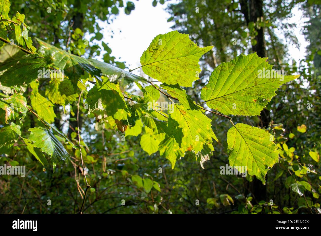 Beech leaf vein hi-res stock photography and images - Alamy