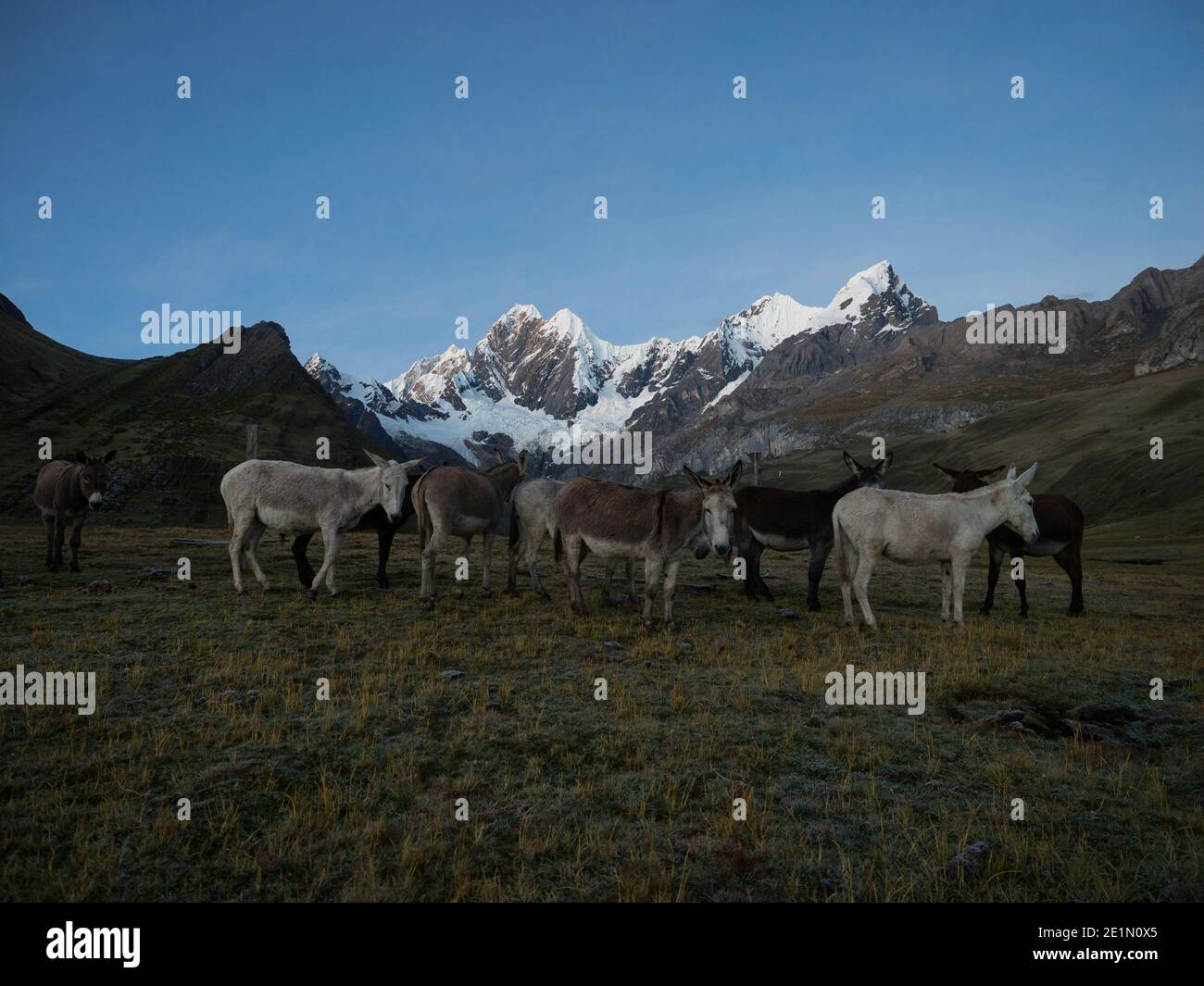 Donkeys mule herd idyllic alpine snowcapped andes mountain panorama ...