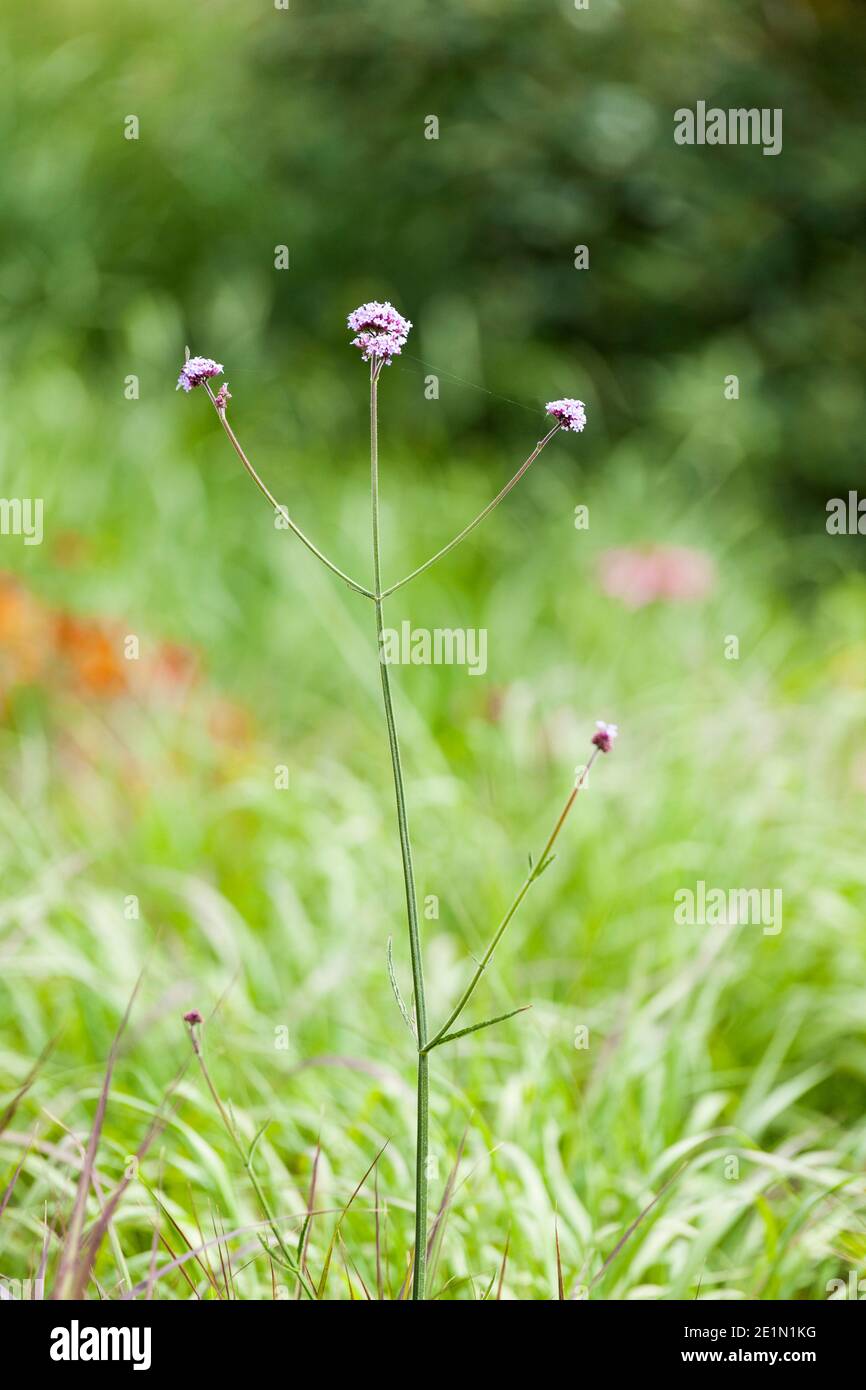 Purple Verbena High Resolution Stock Photography and Images - Alamy