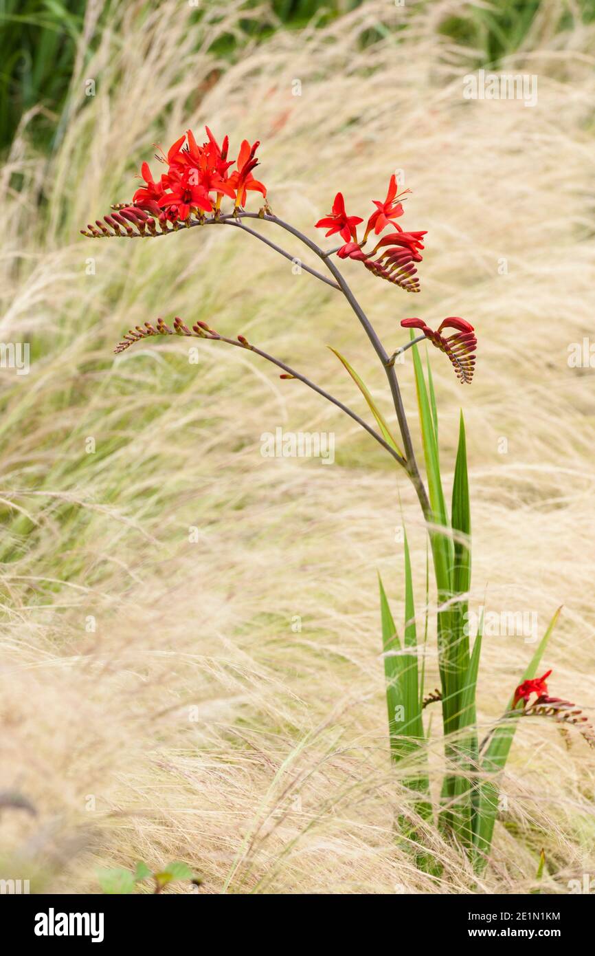 Lucifer flower spike hi-res stock photography and images - Alamy