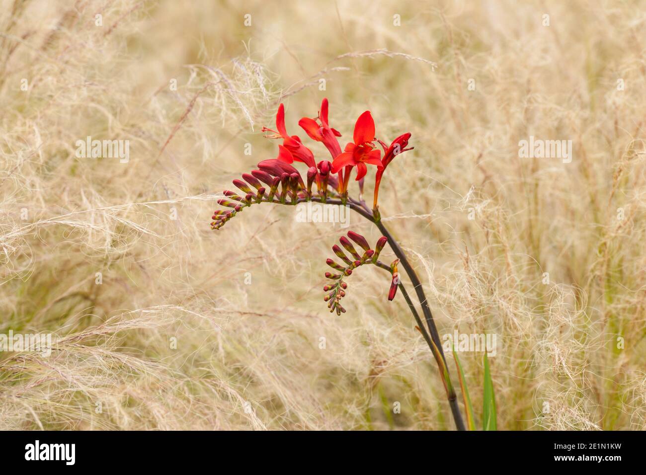 red crocosmia lucifer and dry grass Stock Photo - Alamy