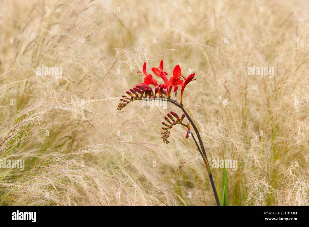 Red lucifer crocosmia hi-res stock photography and images - Alamy