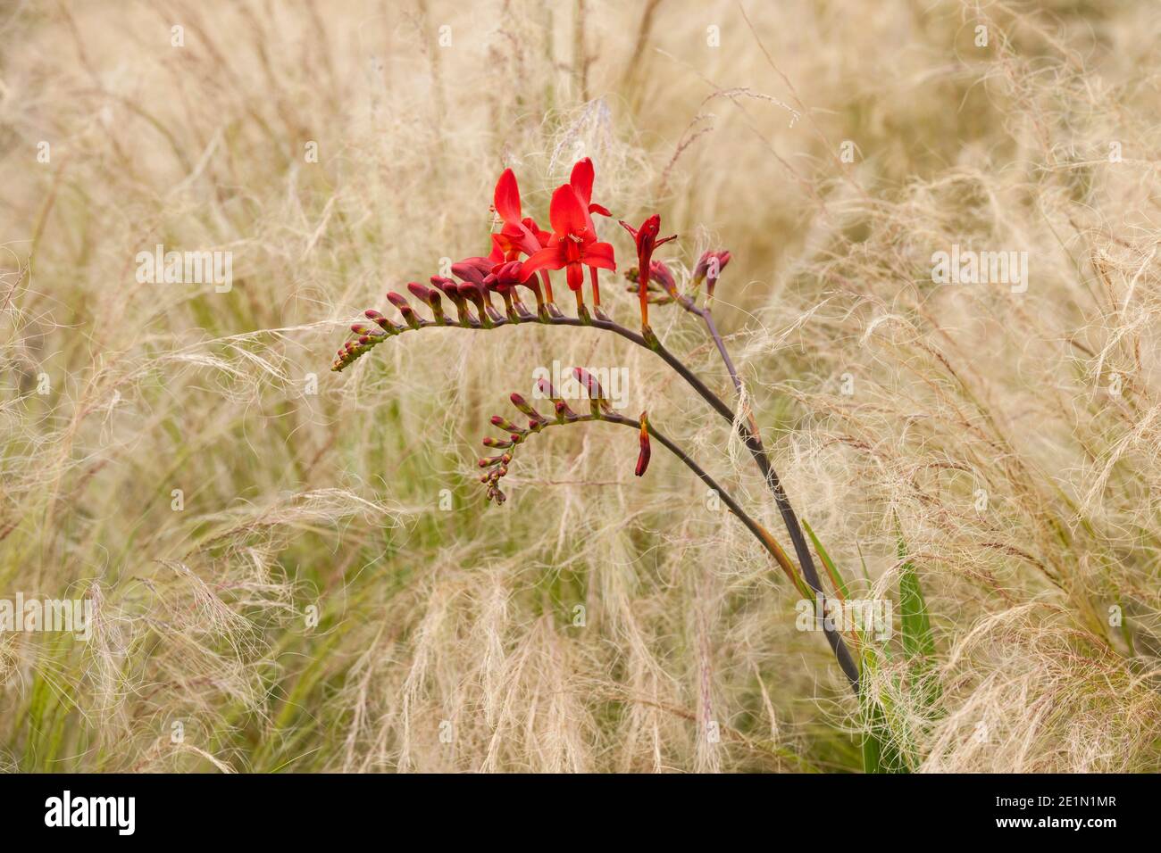red crocosmia lucifer and dry grass Stock Photo - Alamy